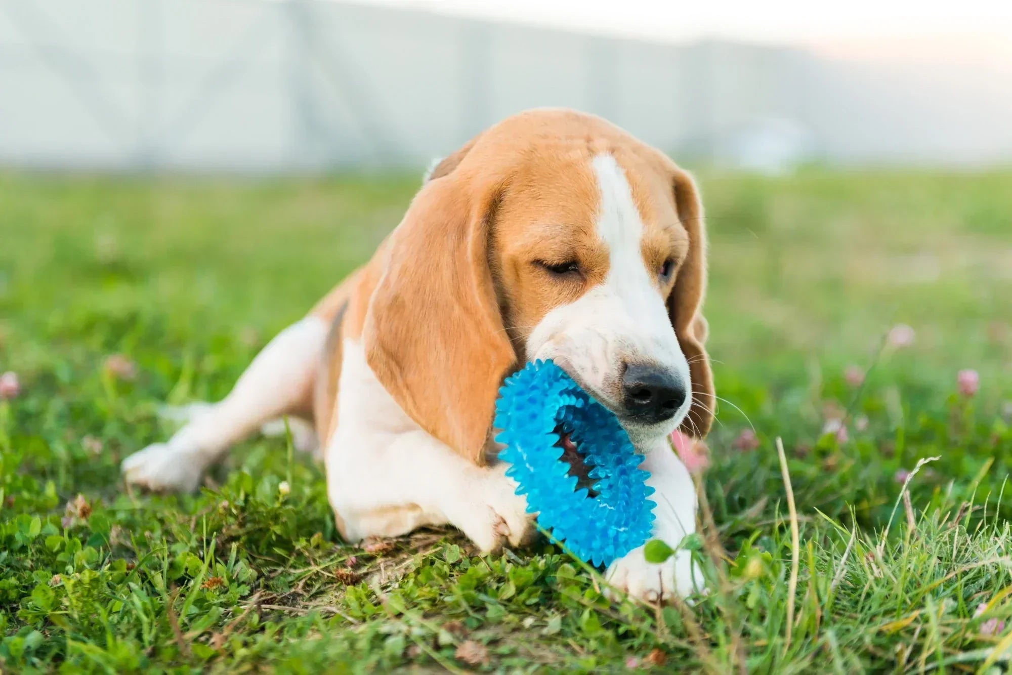 Interactive Toys for Pets: Keeping Them Happy and Active – PetNest