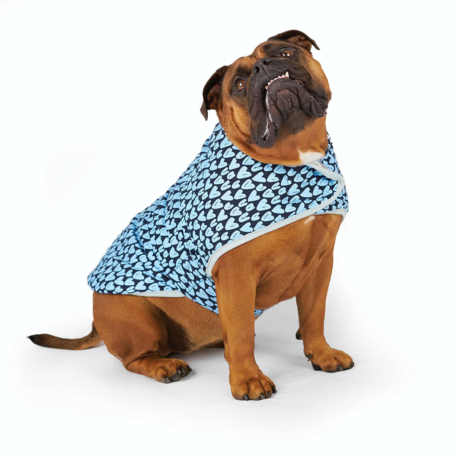 Kazoo Dog Blue Love Snuggie Large – PetNest